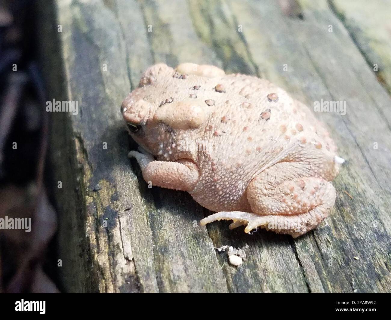 American Toad (Anaxyrus americanus) Amphibia Stock Photo - Alamy