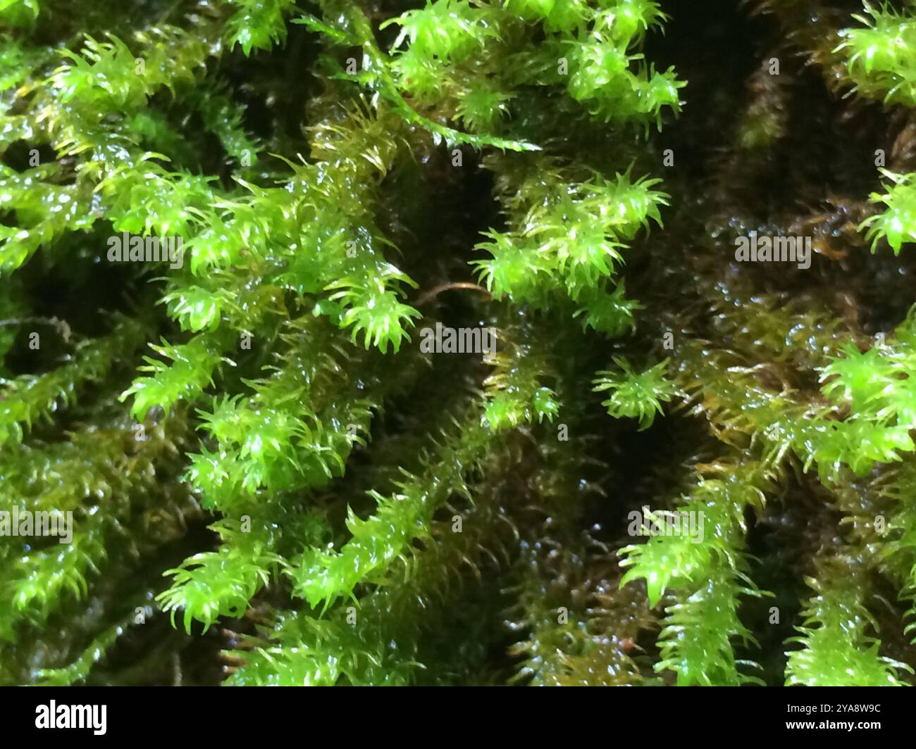 Rambling Tail-moss (Anomodon viticulosus) Plantae Stock Photo - Alamy
