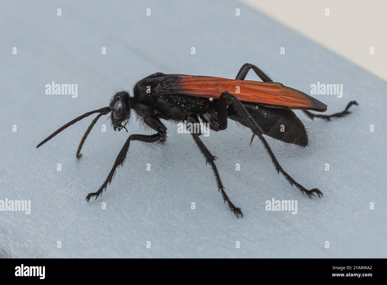 Tarantula-hawk Wasps and Allies (Pepsini) Insecta Stock Photo - Alamy
