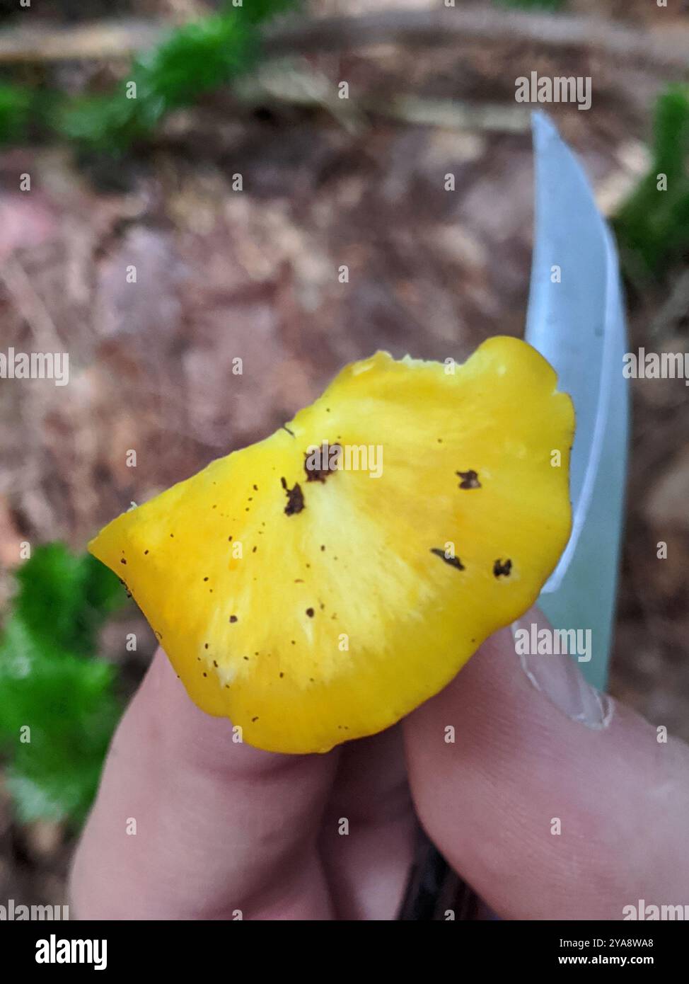 Hygrocybe chlorophana fungi hi-res stock photography and images - Alamy