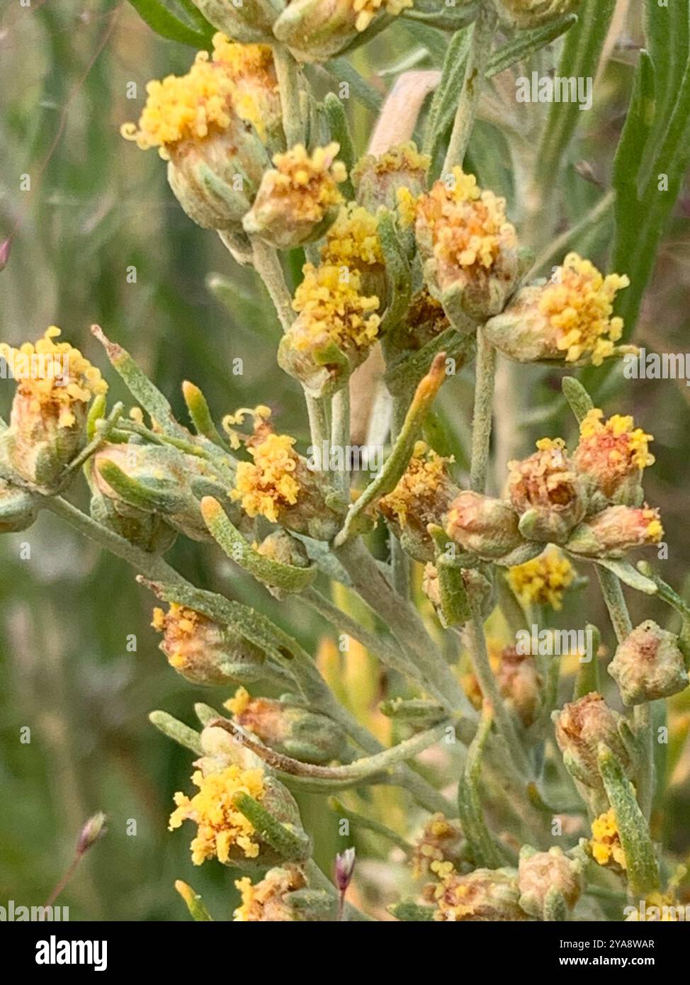Silver Sagebrush (Artemisia cana) Plantae Stock Photo - Alamy