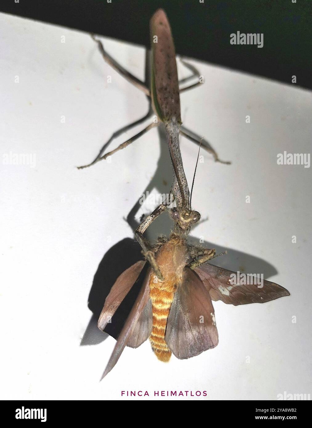 (Pseudovates brasiliensis) Insecta Stock Photo - Alamy