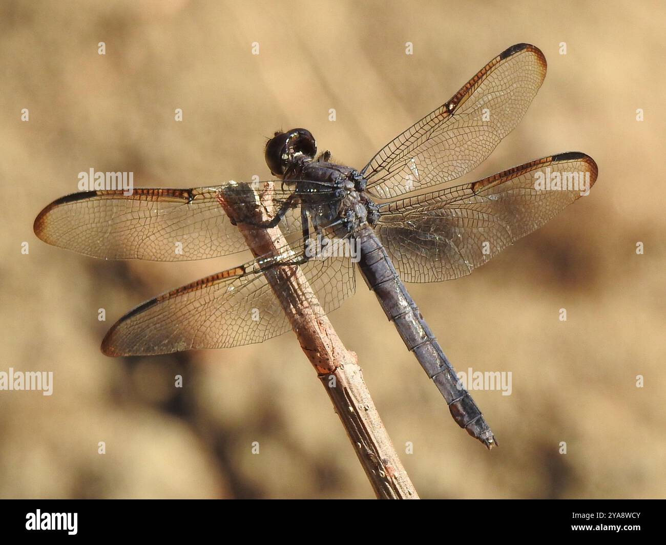 Chasers and King Skimmers (Libellula) Insecta Stock Photo - Alamy