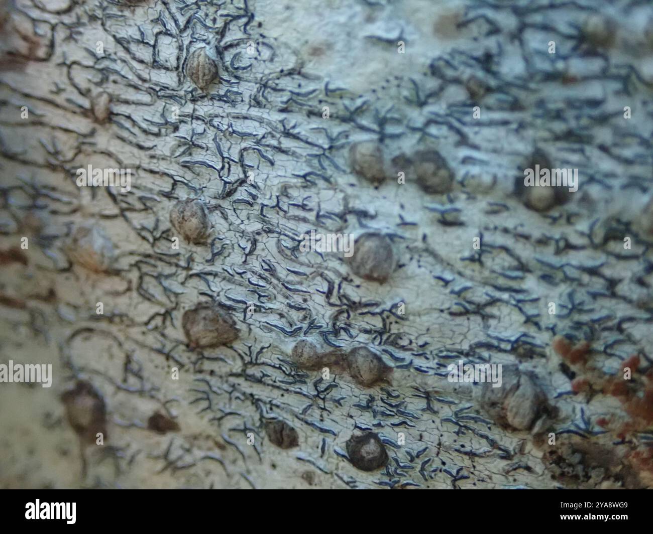 Common Script Lichen (Graphis scripta) Fungi Stock Photo - Alamy