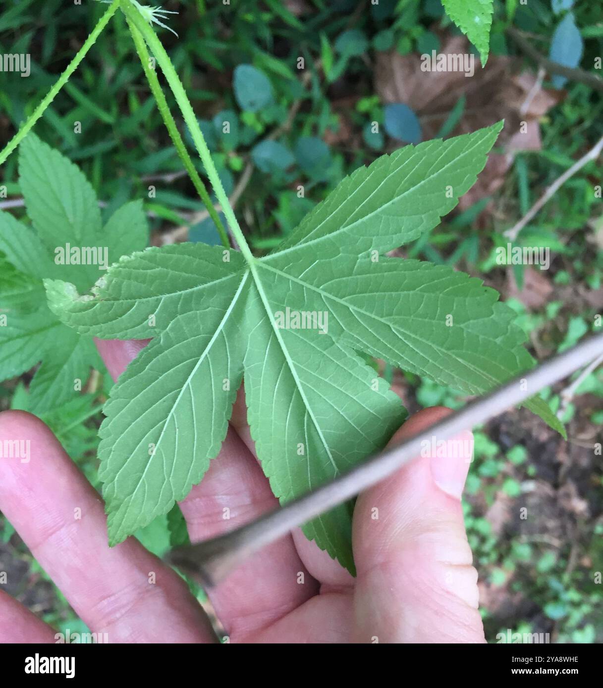 Japanese hops hi-res stock photography and images - Alamy