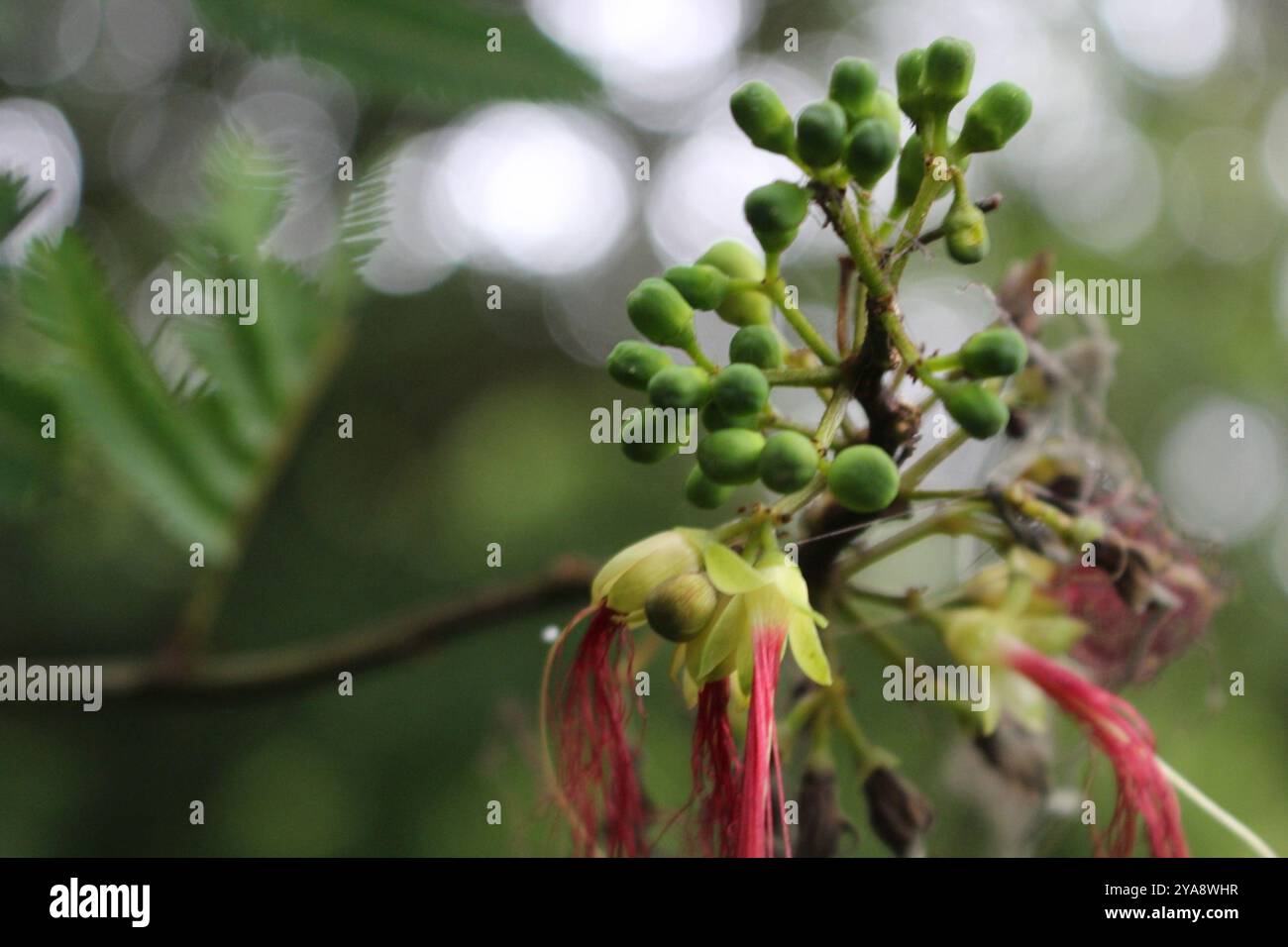 tree calliandra (Calliandra houstoniana) Plantae Stock Photo - Alamy
