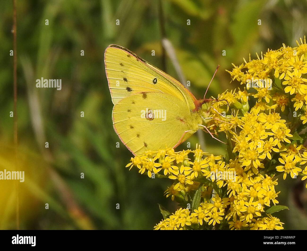 Orange Sulphur (Colias eurytheme) Insecta Stock Photo - Alamy