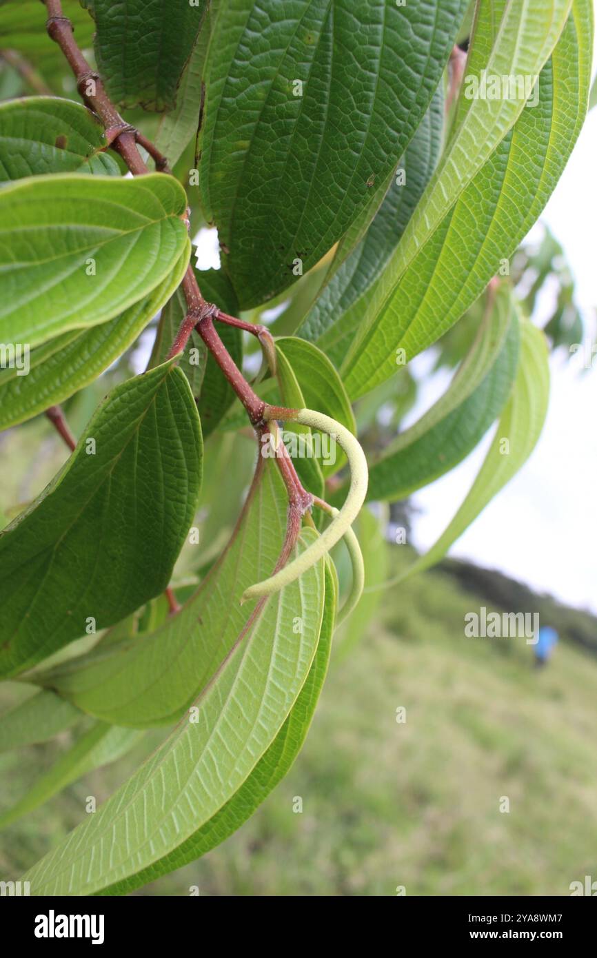 pepper plants (Piper) Plantae Stock Photo - Alamy
