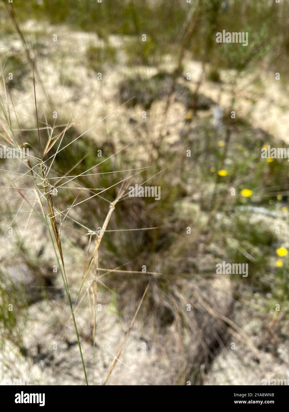 Seaside Threeawn (Aristida tuberculosa) Plantae Stock Photo - Alamy
