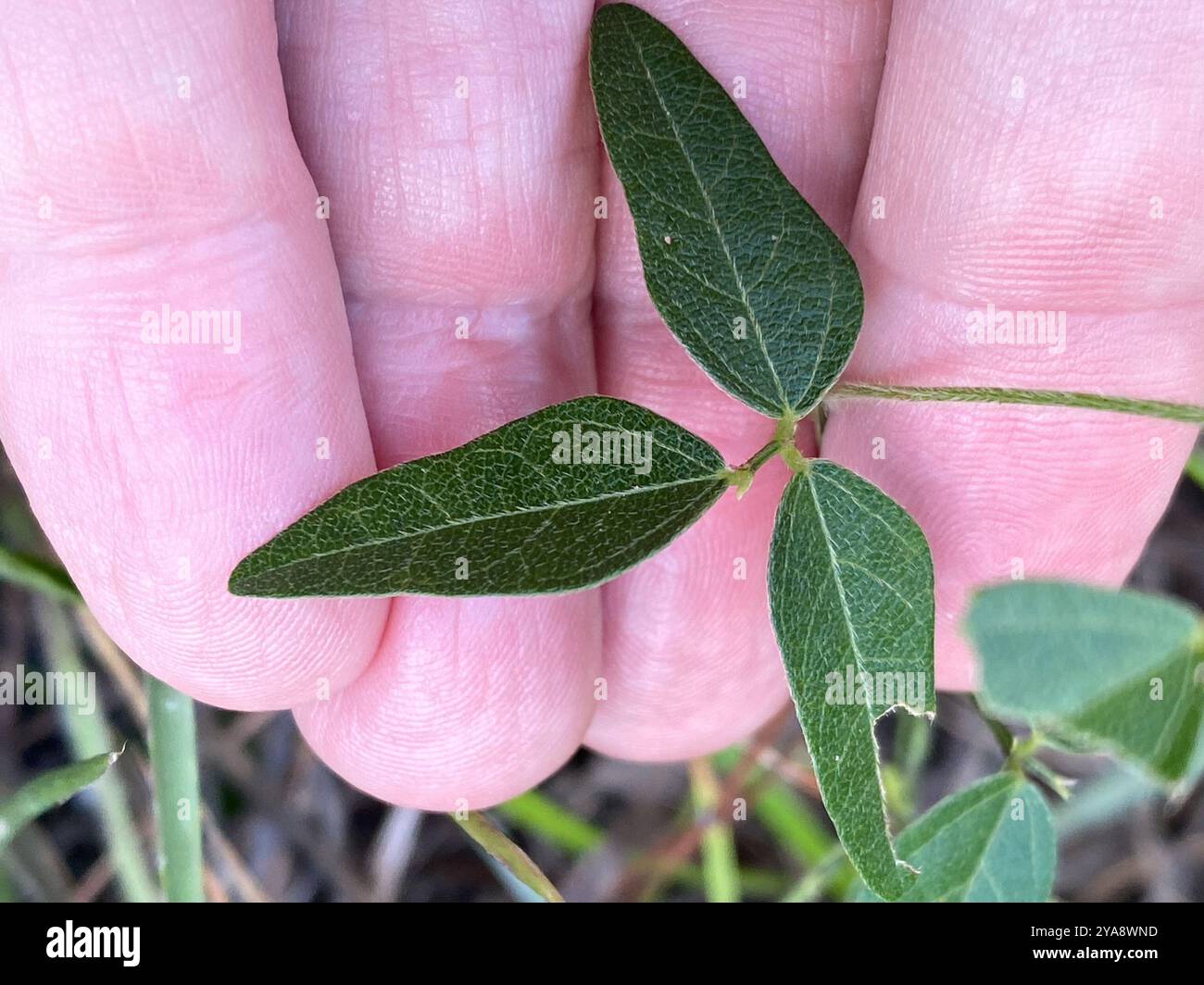 perennial wooly bean (Strophostyles umbellata) Plantae Stock Photo - Alamy