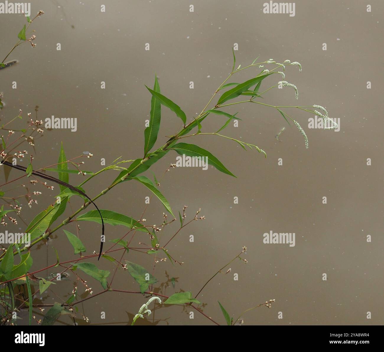 waterpepper (Persicaria hydropiper) Plantae Stock Photo - Alamy