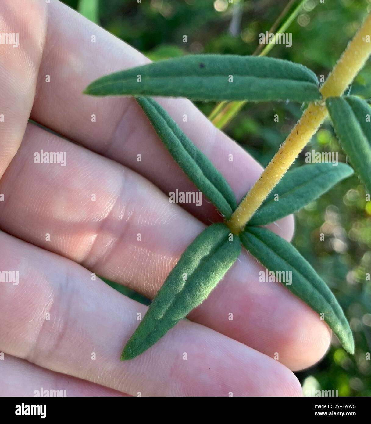 Phoebanthus hi-res stock photography and images - Alamy