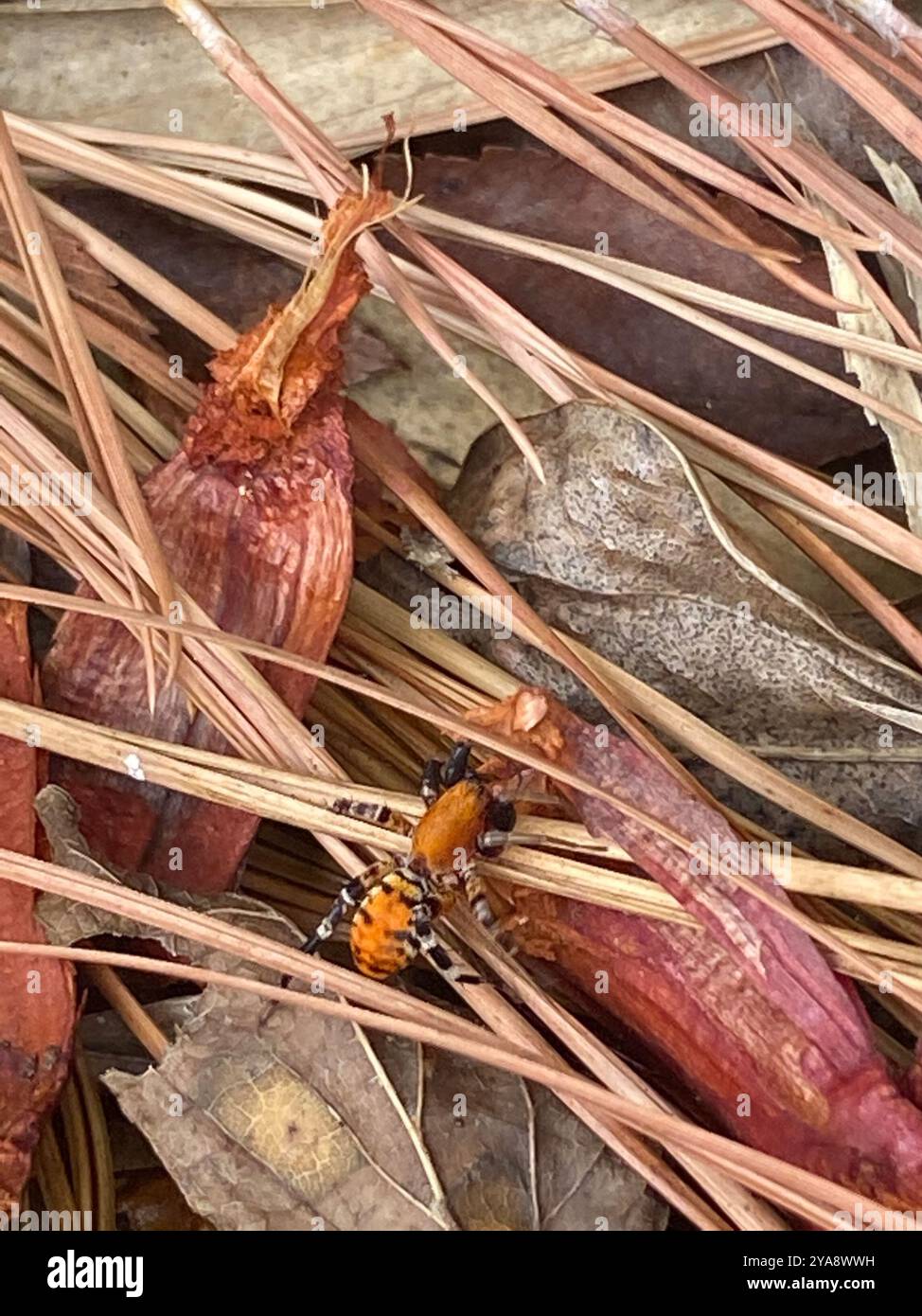 Orange Ant-mimic Sac Spider (Castianeira amoena) Arachnida Stock Photo ...