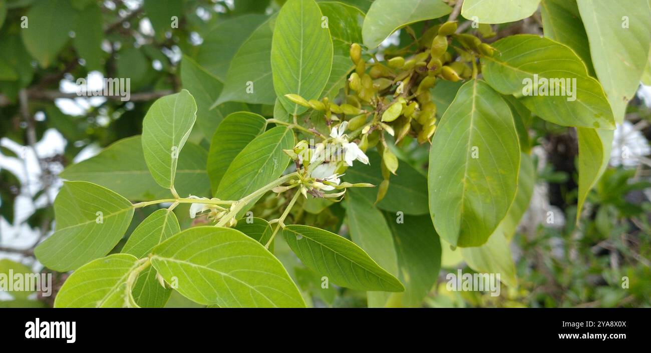 Horse Bush (Dendrolobium umbellatum) Plantae Stock Photo - Alamy