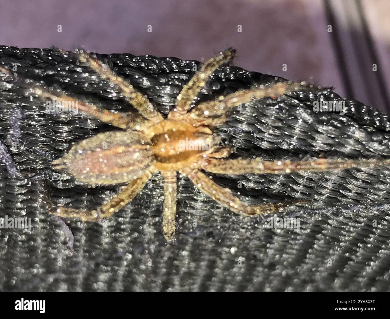 RTA Clade Spiders (Rta clade) Arachnida Stock Photo - Alamy