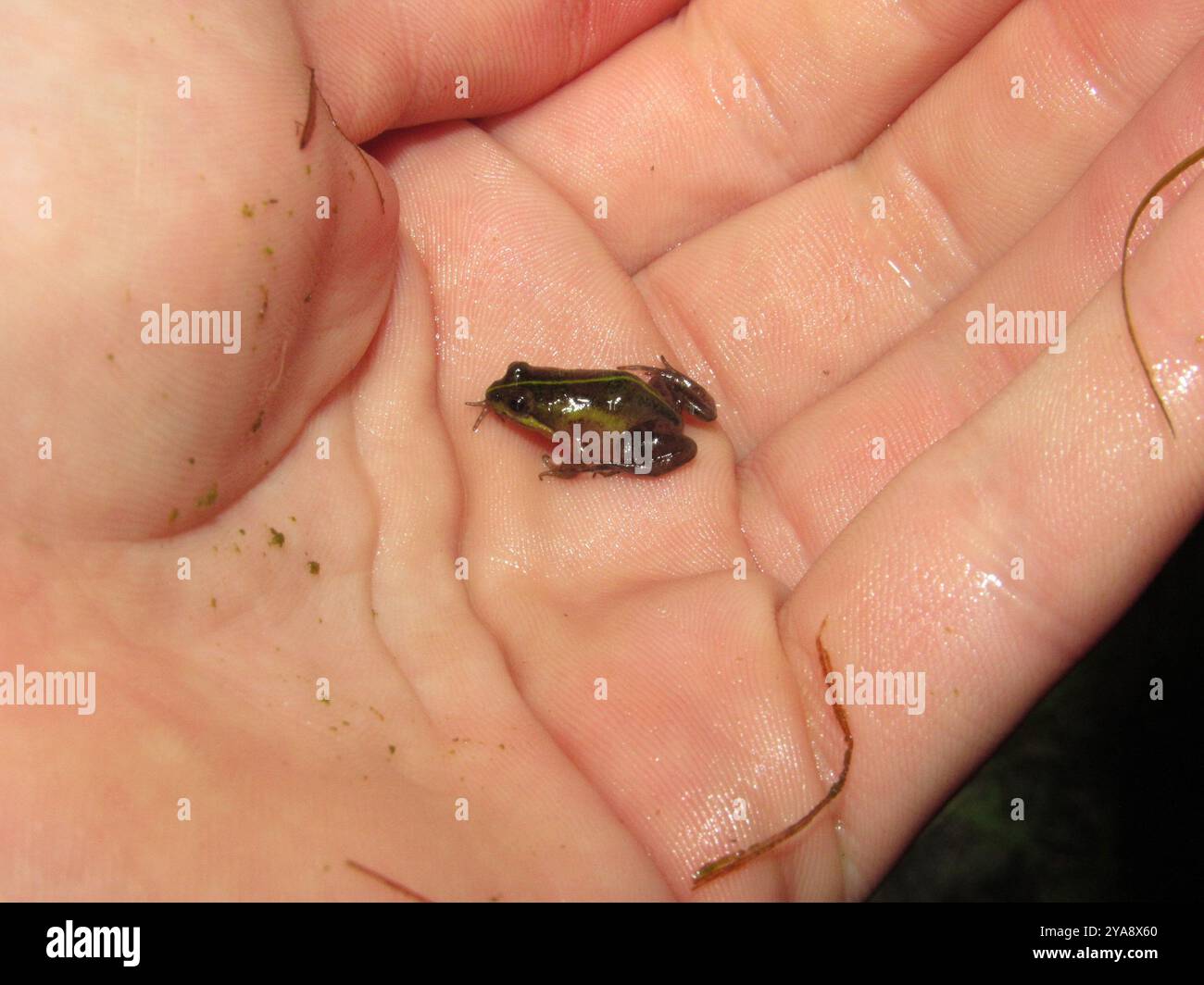 Micro Frog (Microbatrachella capensis) Amphibia Stock Photo - Alamy