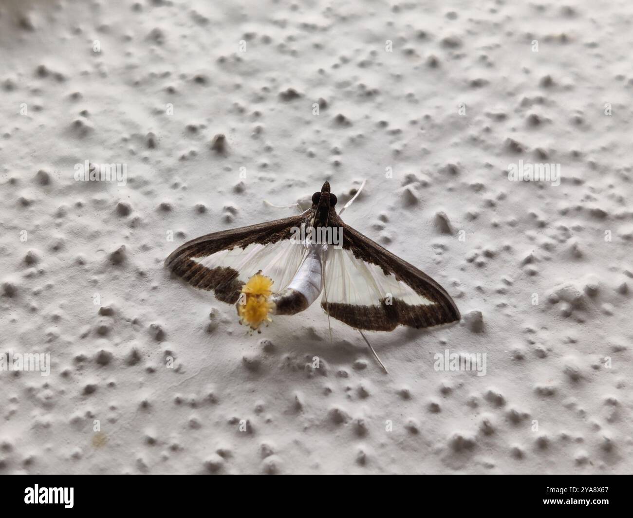 Cucumber Moth (Diaphania indica) Insecta Stock Photo - Alamy