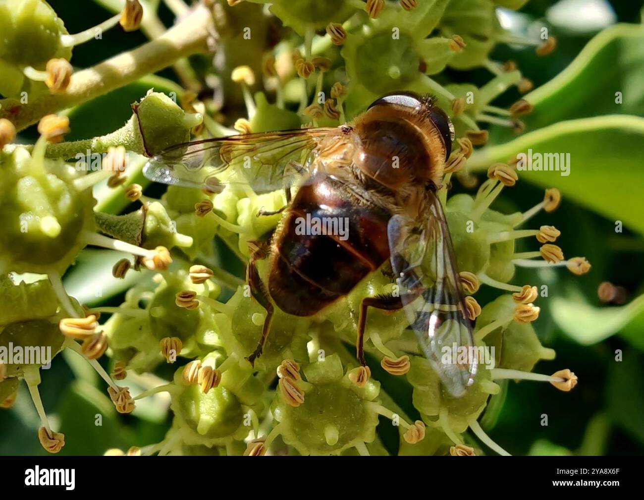 Common Drone Fly (Eristalis tenax) Insecta Stock Photo - Alamy