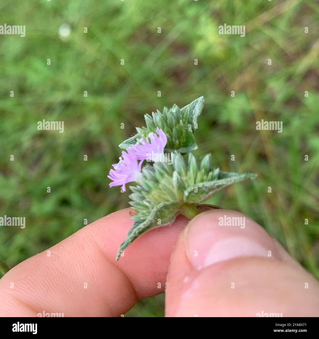 Tall Elephant's-foot (Elephantopus elatus) Plantae Stock Photo - Alamy