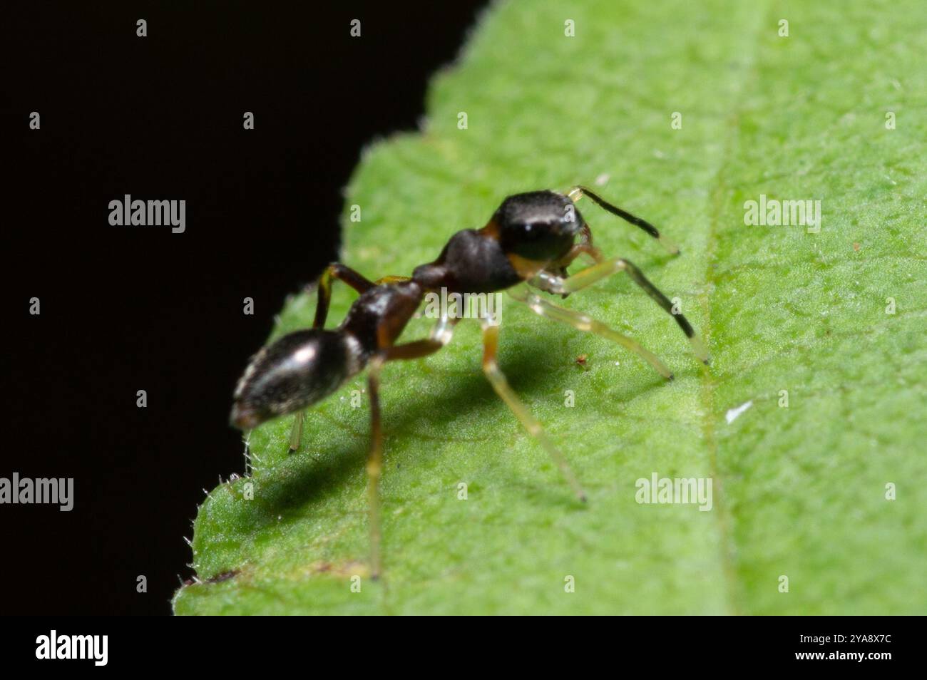 Slender Ant-mimic Jumping Spider (Synemosyna formica) Arachnida Stock ...