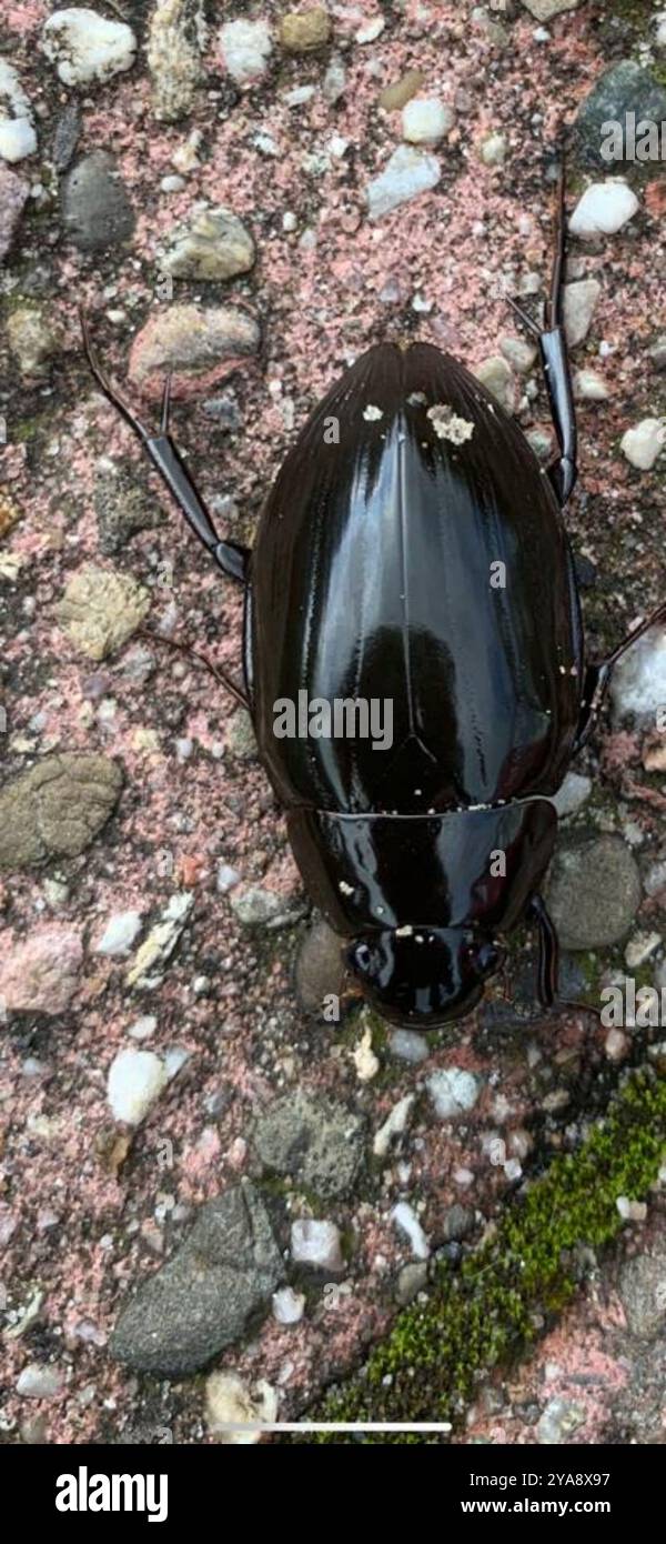 Great Silver Water Beetle (Hydrophilus piceus) Insecta Stock Photo - Alamy