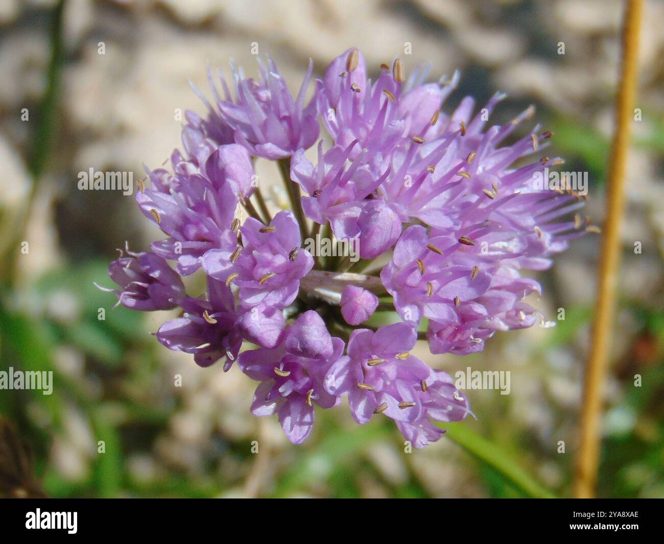 German Garlic (Allium lusitanicum) Plantae Stock Photo - Alamy