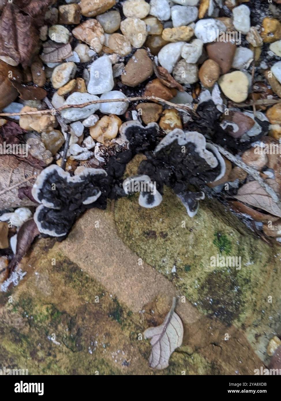 Phellodon niger hi-res stock photography and images - Alamy