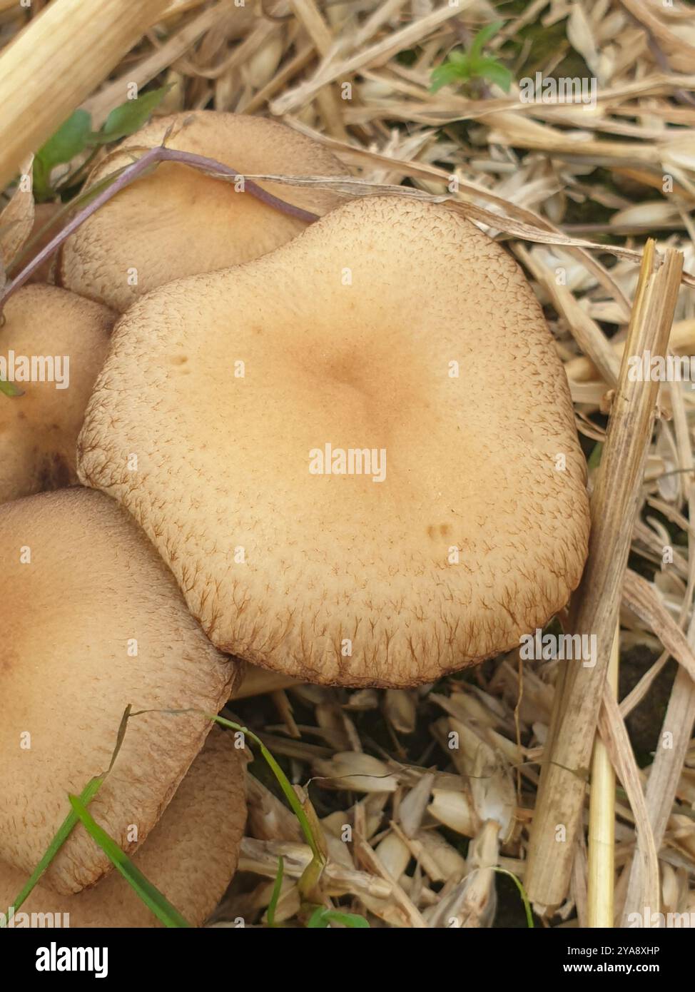 Common Fieldcap (Agrocybe pediades) Fungi Stock Photo - Alamy