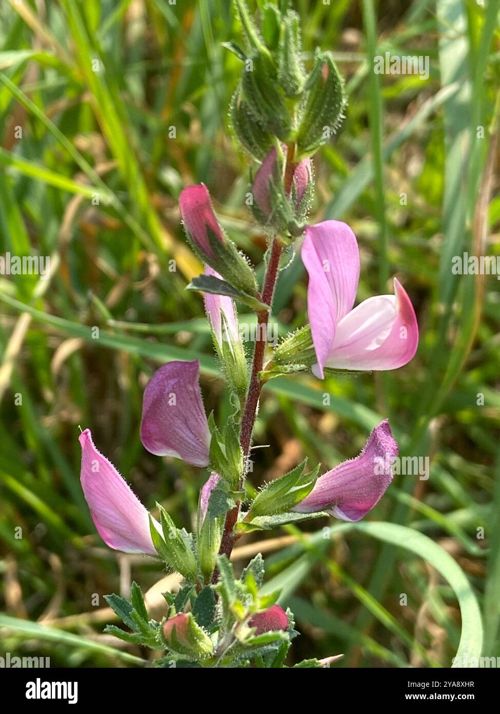 Spiny restharrow (Ononis spinosa) Plantae Stock Photo - Alamy