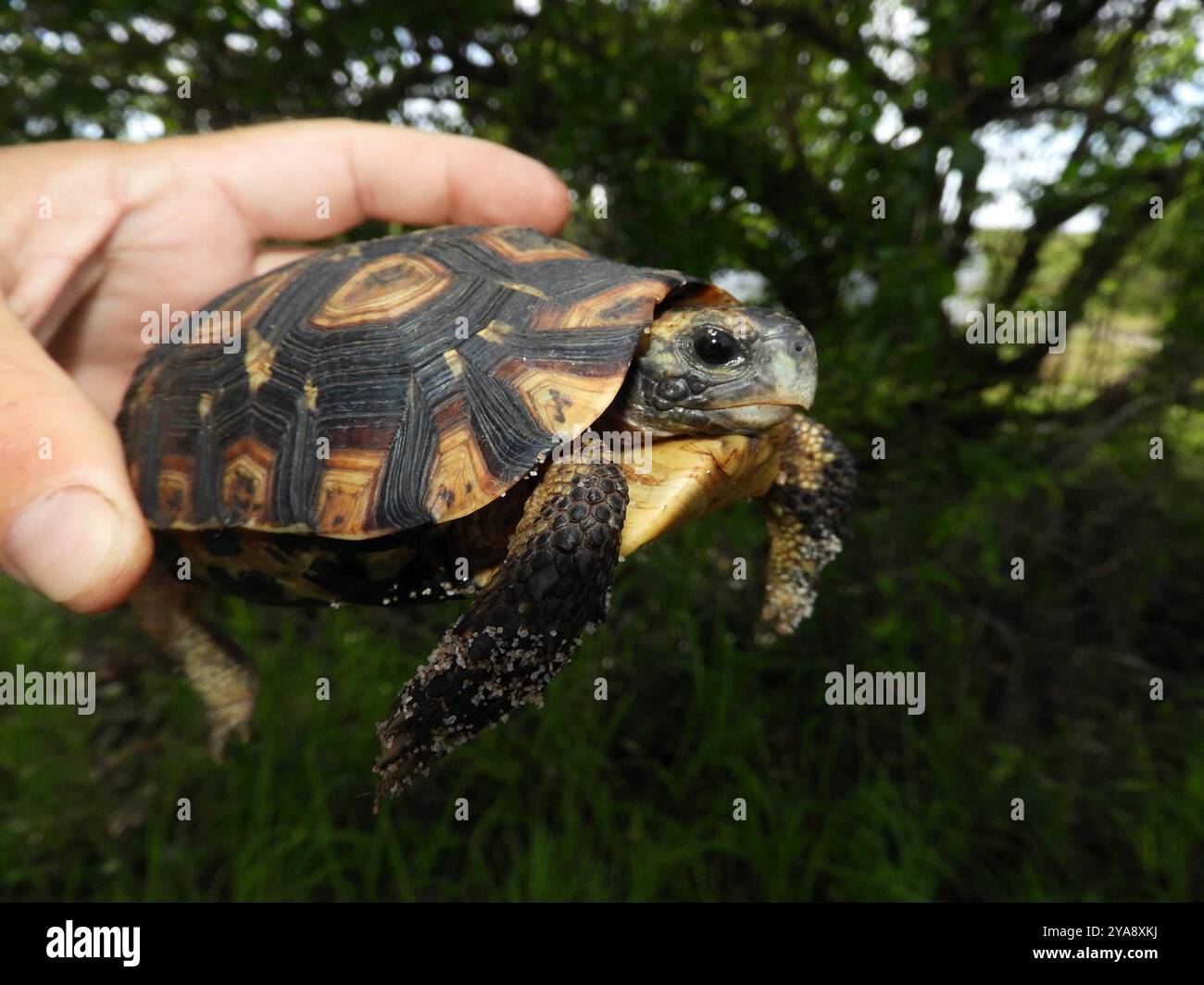 Eastern Hinge Tortoise (Kinixys zombensis zombensis) Reptilia Stock ...