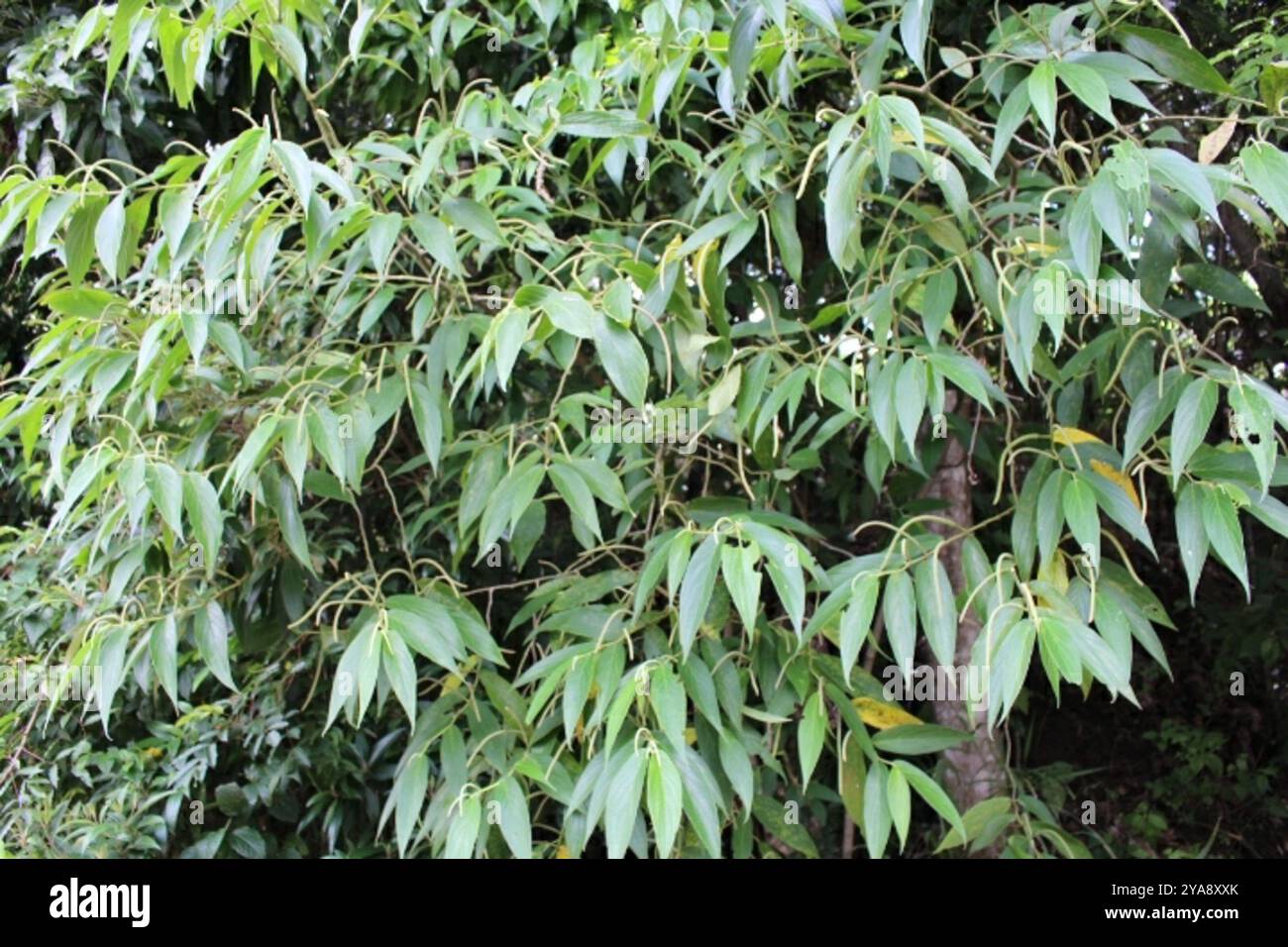 spiked pepper (Piper aduncum) Plantae Stock Photo - Alamy