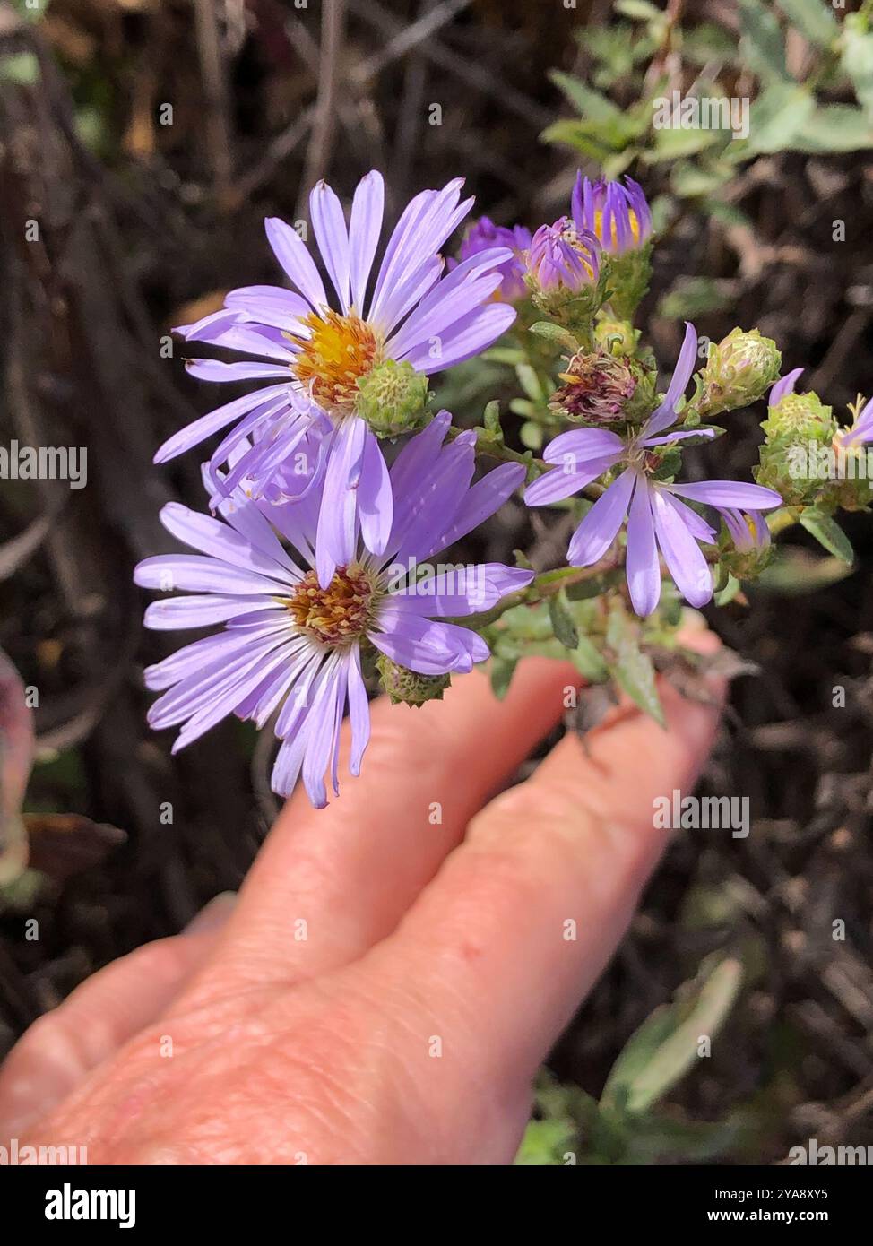 Pacific Aster (Symphyotrichum chilense) Plantae Stock Photo - Alamy