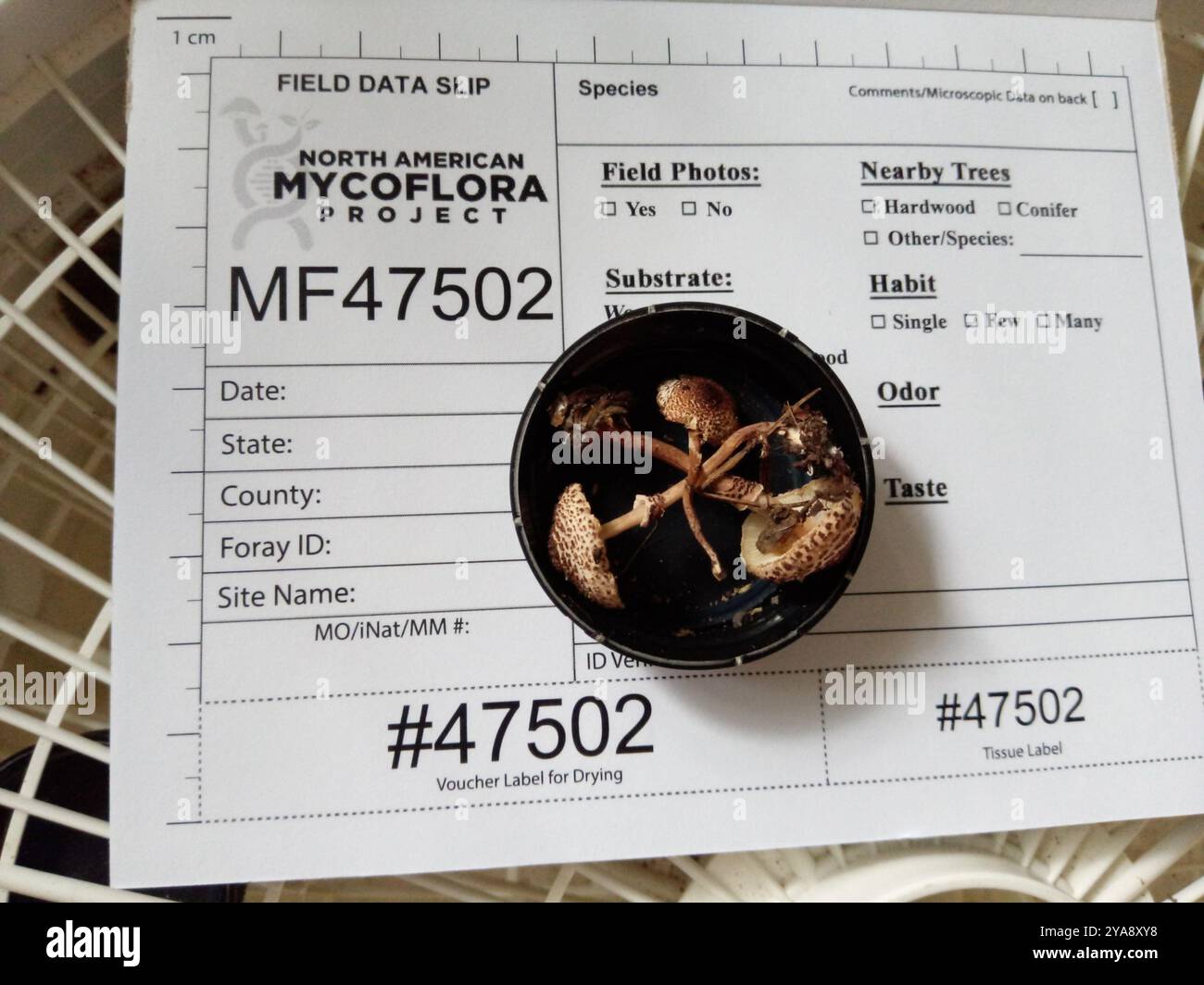 cat dapperling (Lepiota felina) Fungi Stock Photo - Alamy