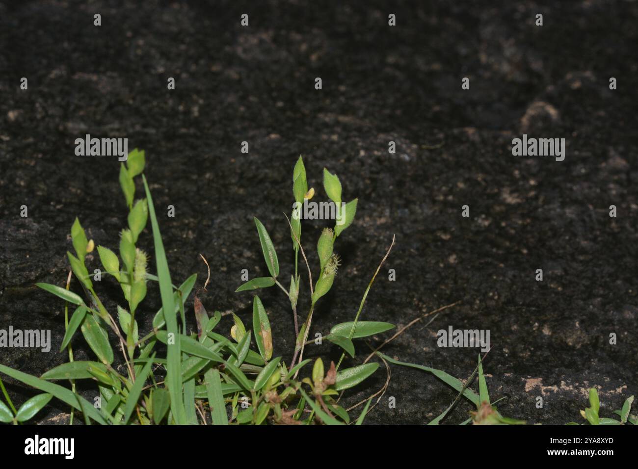 (Zornia gibbosa) Plantae Stock Photo - Alamy