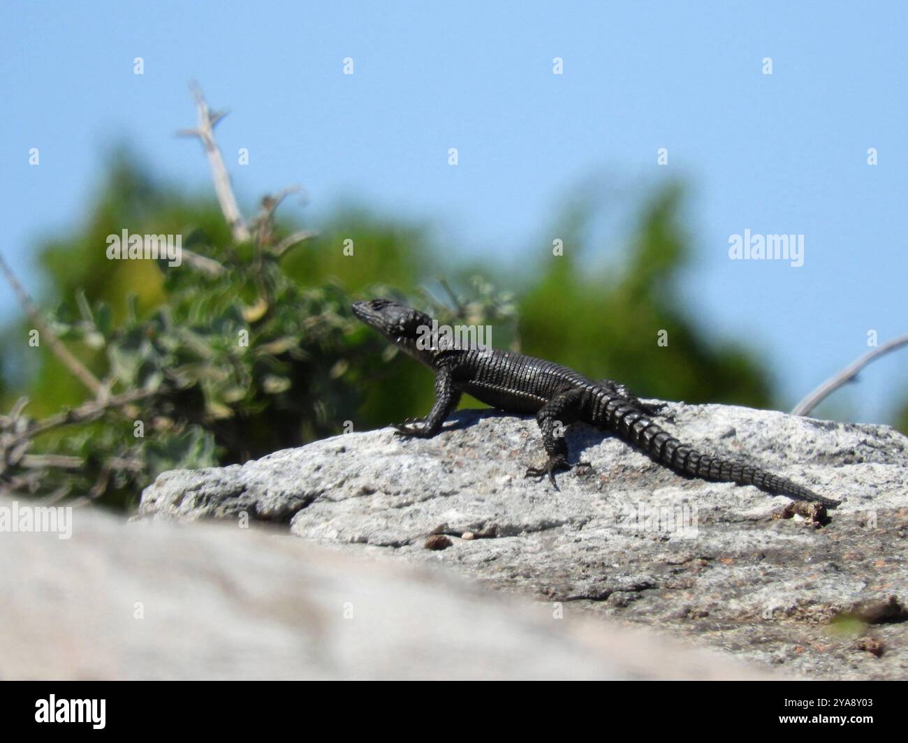 Karoo Girdled Lizard (Karusasaurus polyzonus) Reptilia Stock Photo - Alamy