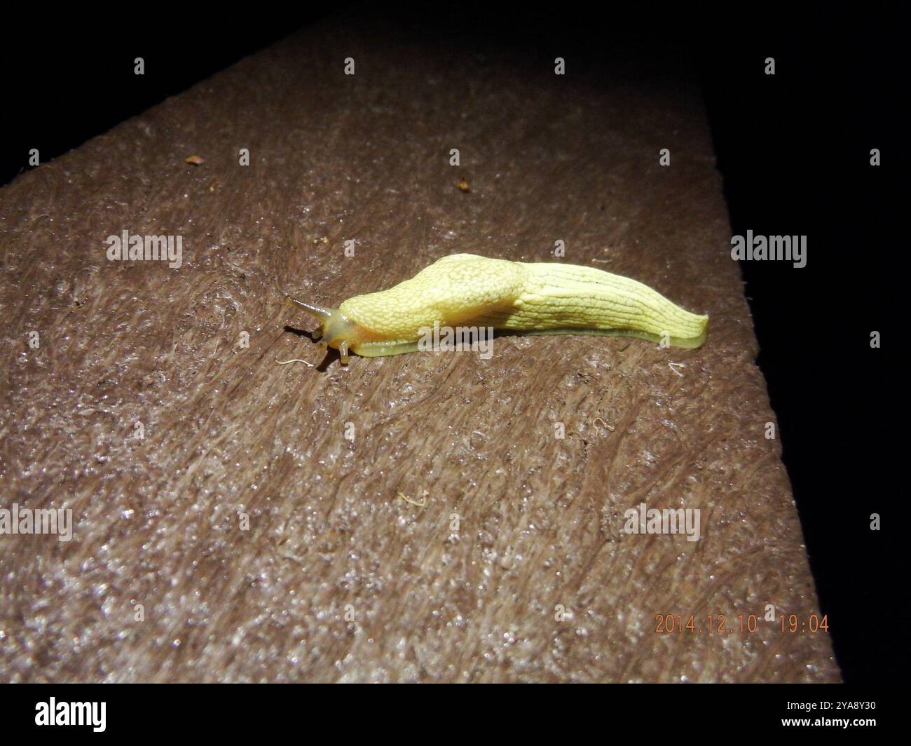 African Banana Slug (Elisolimax flavescens) Mollusca Stock Photo - Alamy