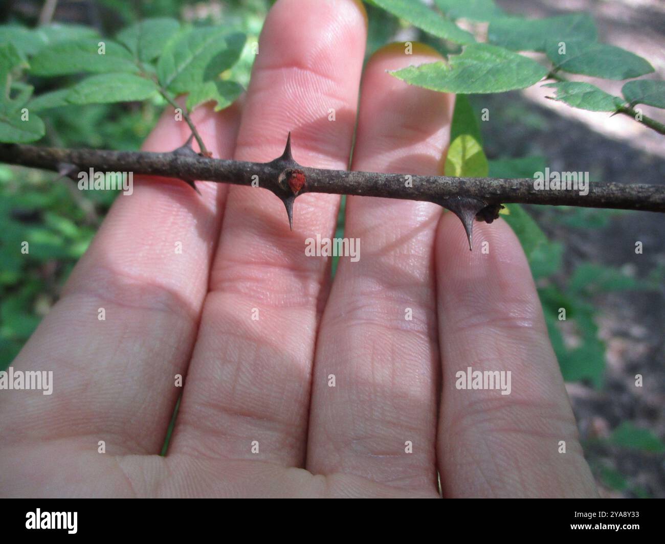 common prickly ash (Zanthoxylum americanum) Plantae Stock Photo - Alamy
