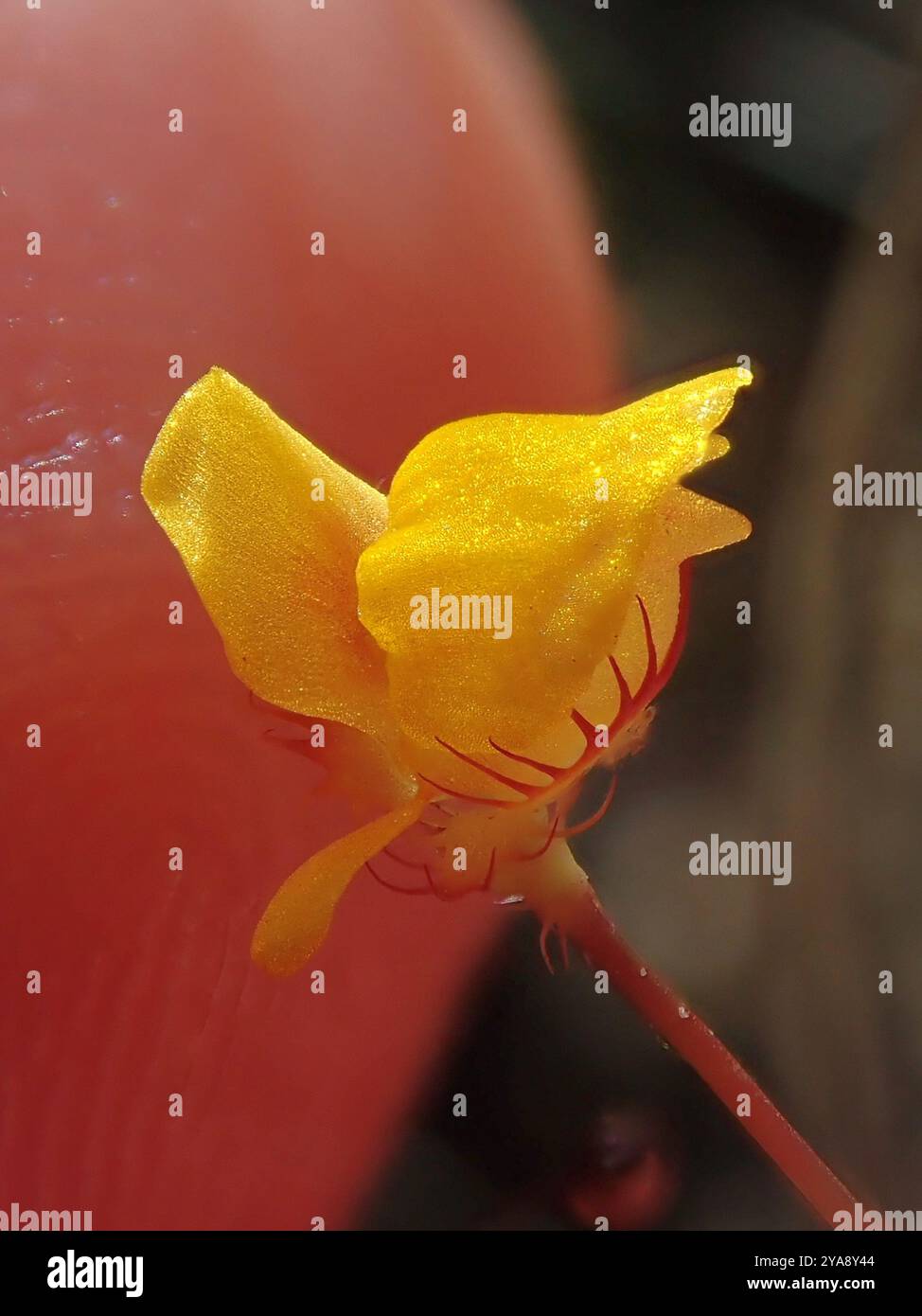 Fringed Bladderwort (Utricularia simulans) Plantae Stock Photo - Alamy
