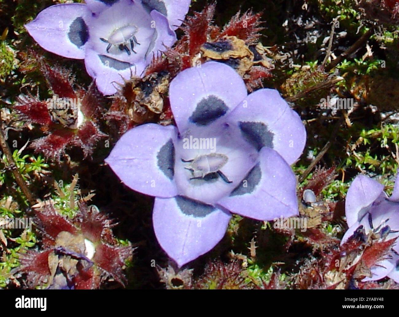 Blackrim hi-res stock photography and images - Alamy