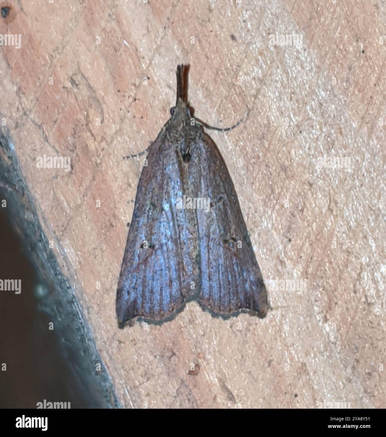 California Cloverworm Moth (Hypena californica) Insecta Stock Photo - Alamy