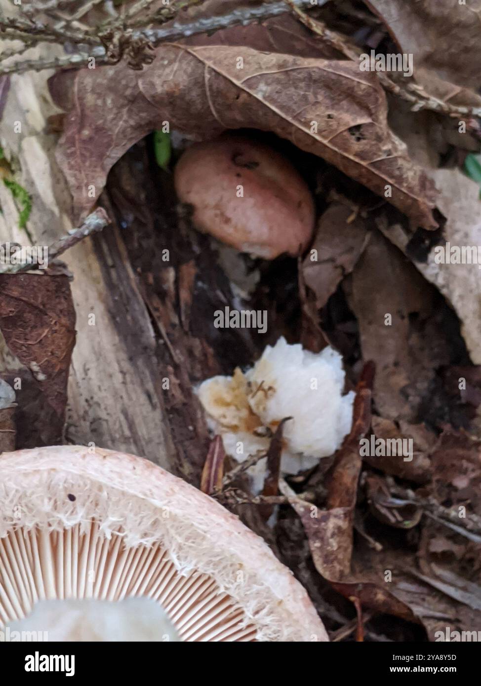 Woolly Milkcap (Lactarius torminosus) Fungi Stock Photo - Alamy