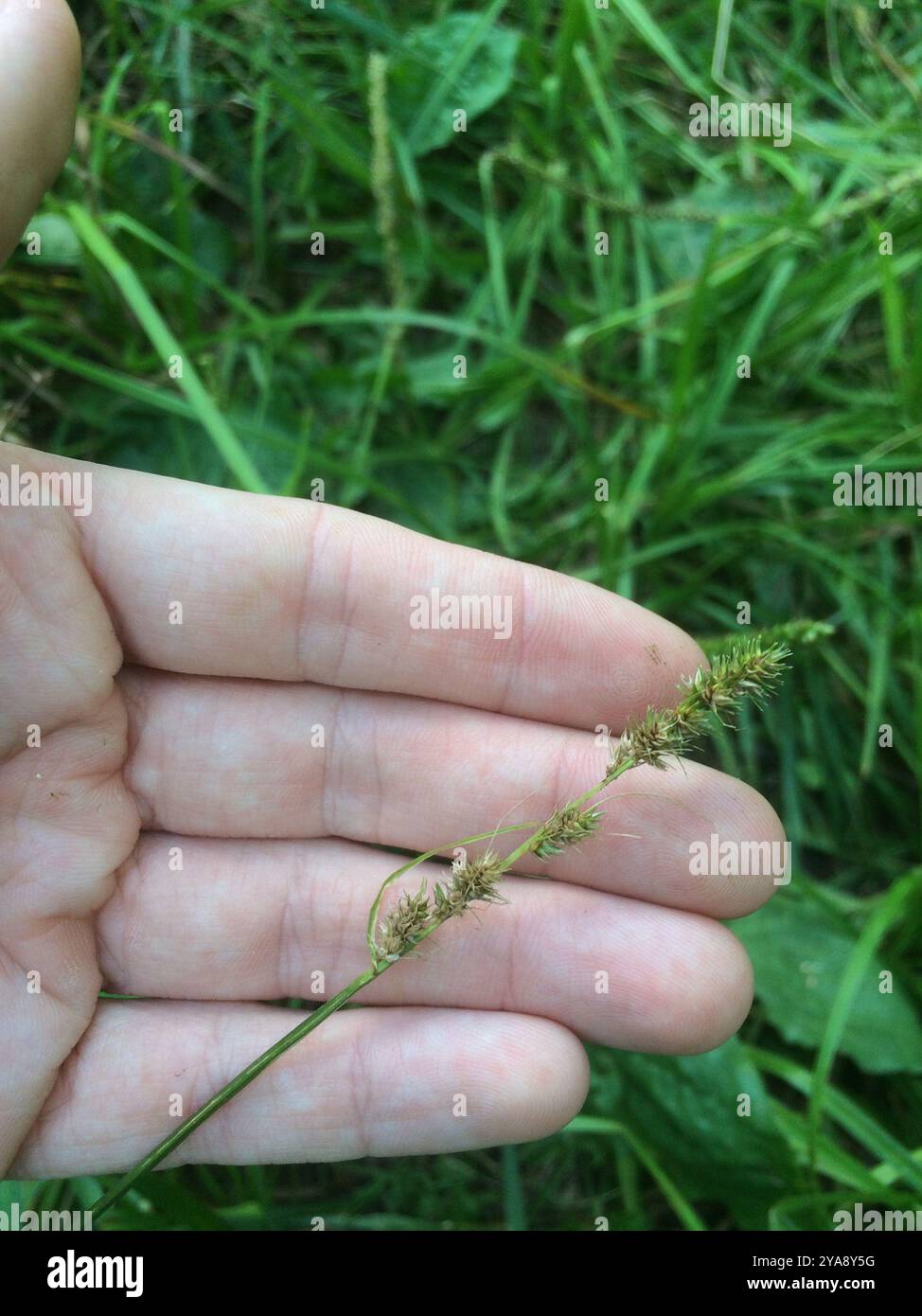 fox sedge (Carex vulpinoidea) Plantae Stock Photo - Alamy