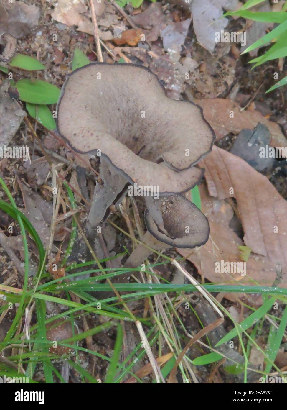 Eastern Black Trumpet (Craterellus fallax) Fungi Stock Photo - Alamy