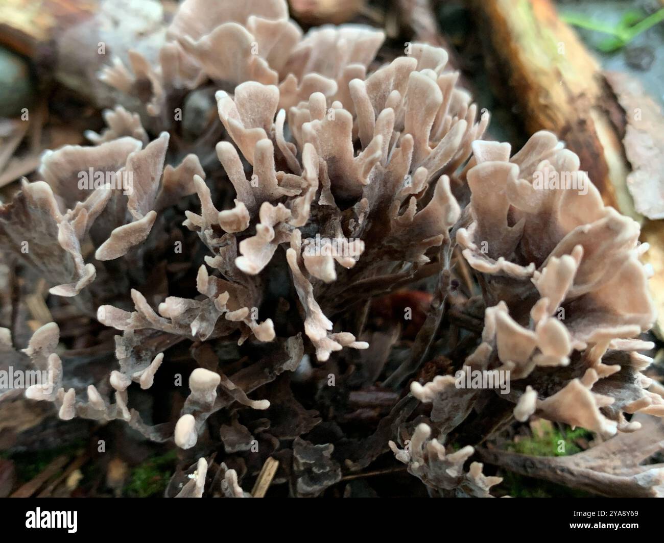 stinking earthfan (Thelephora palmata) Fungi Stock Photo - Alamy