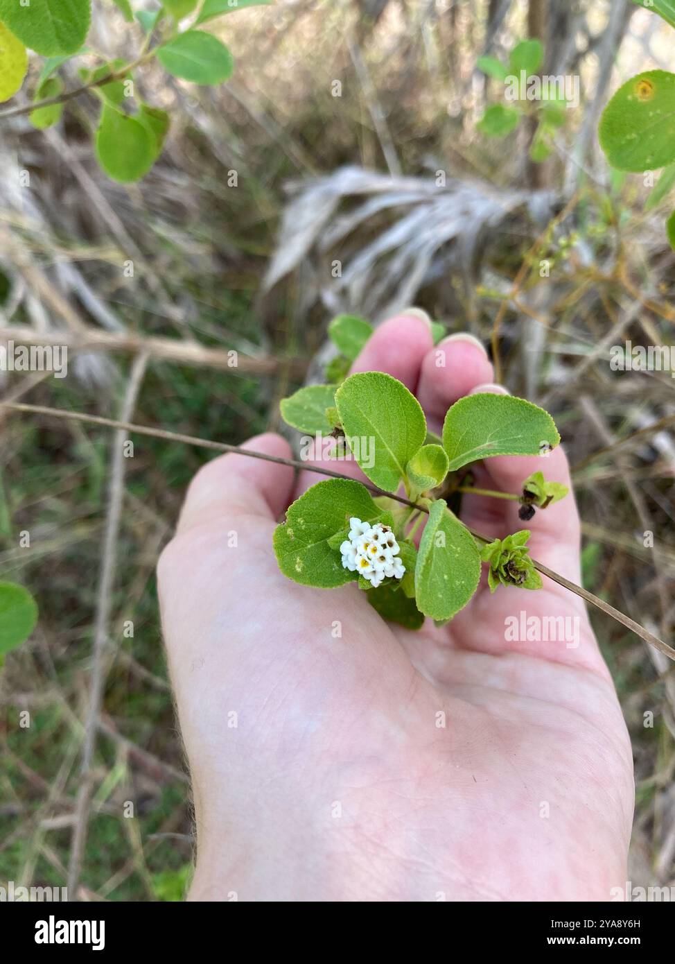 Button Sage (Lantana involucrata) Plantae Stock Photo - Alamy