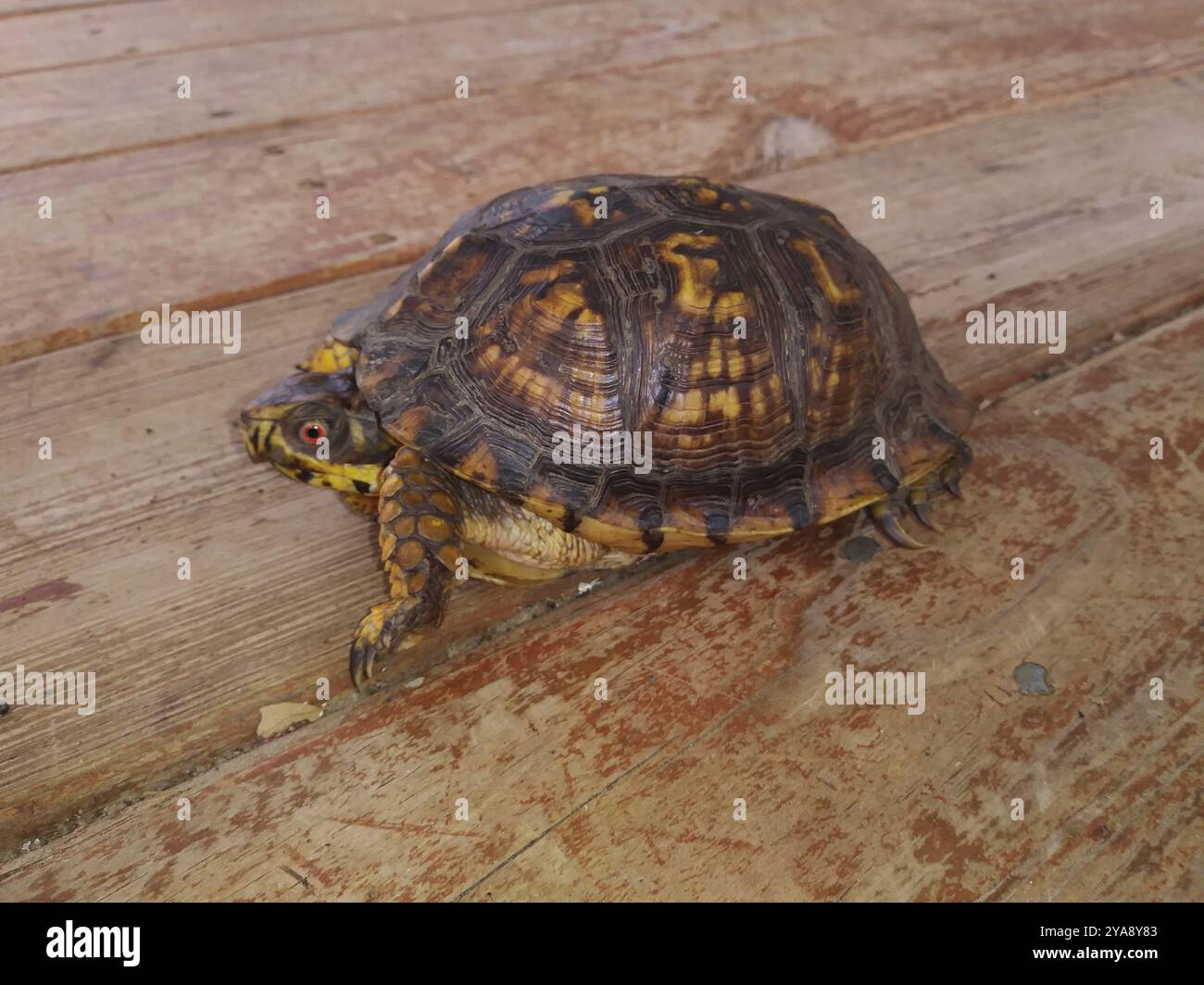 Common Box Turtle (Terrapene carolina) Reptilia Stock Photo - Alamy