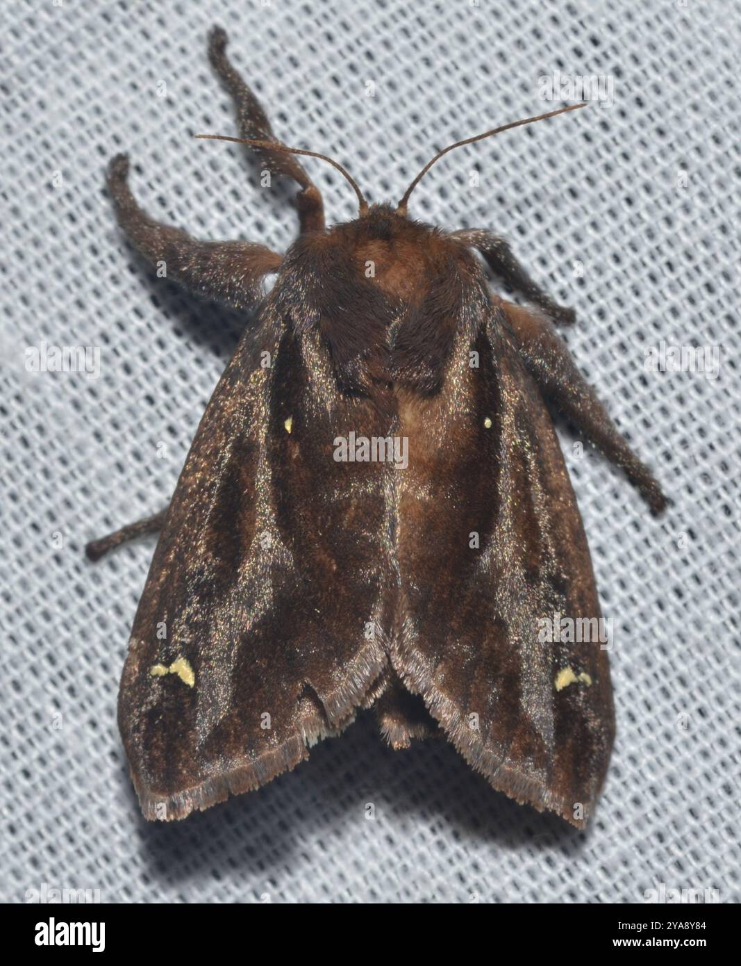 Saddleback Caterpillar Moth (Acharia stimulea) Insecta Stock Photo - Alamy