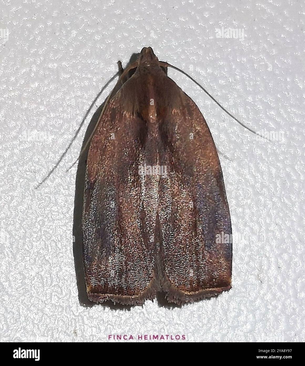 Flat-bodied moths (Depressariidae) Insecta Stock Photo - Alamy