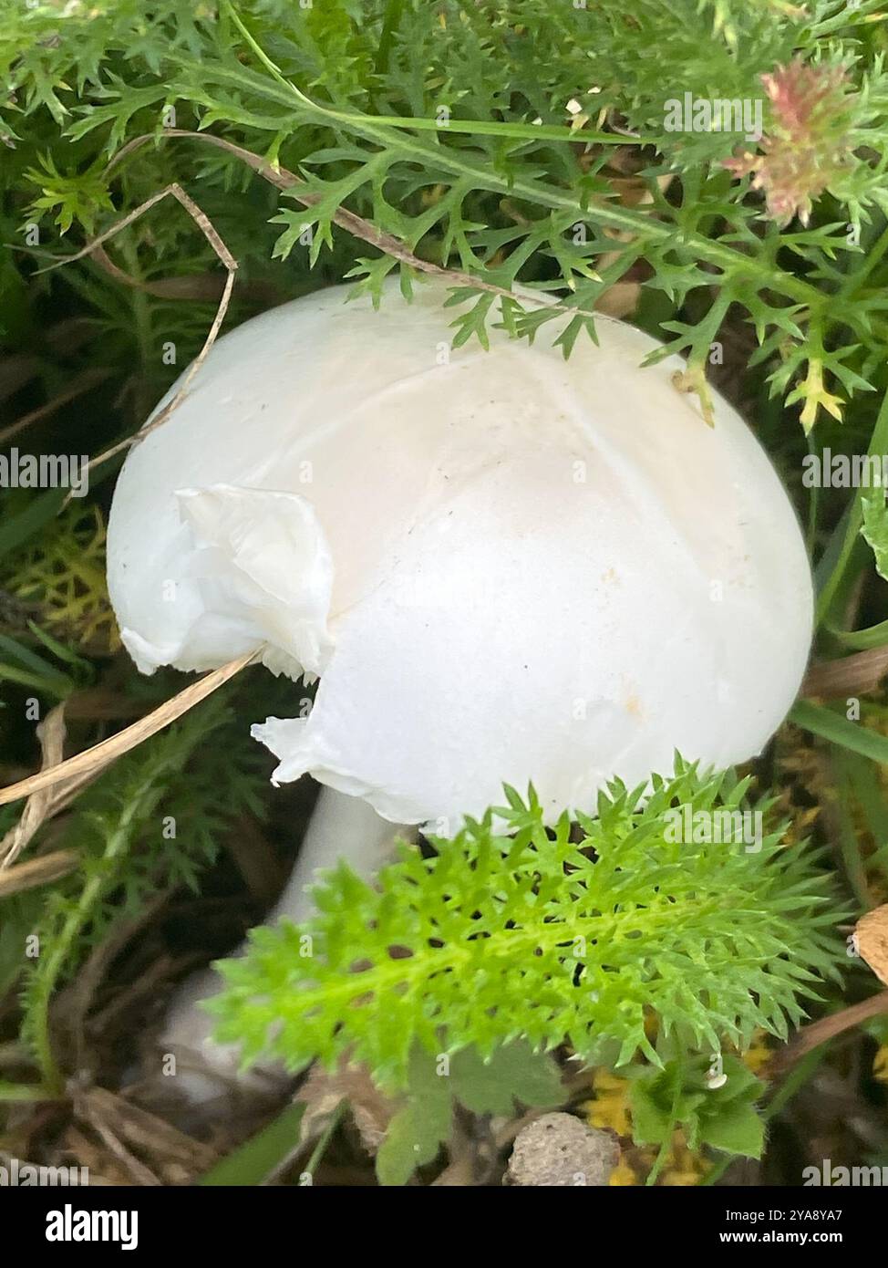 White Dapperling (Leucoagaricus leucothites) Fungi Stock Photo - Alamy