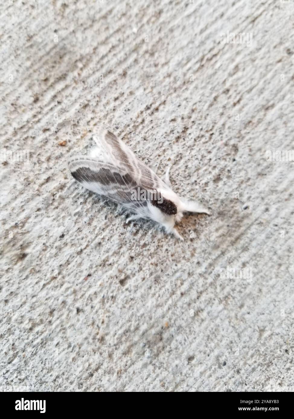 Large Tolype Moth (Tolype velleda) Insecta Stock Photo - Alamy